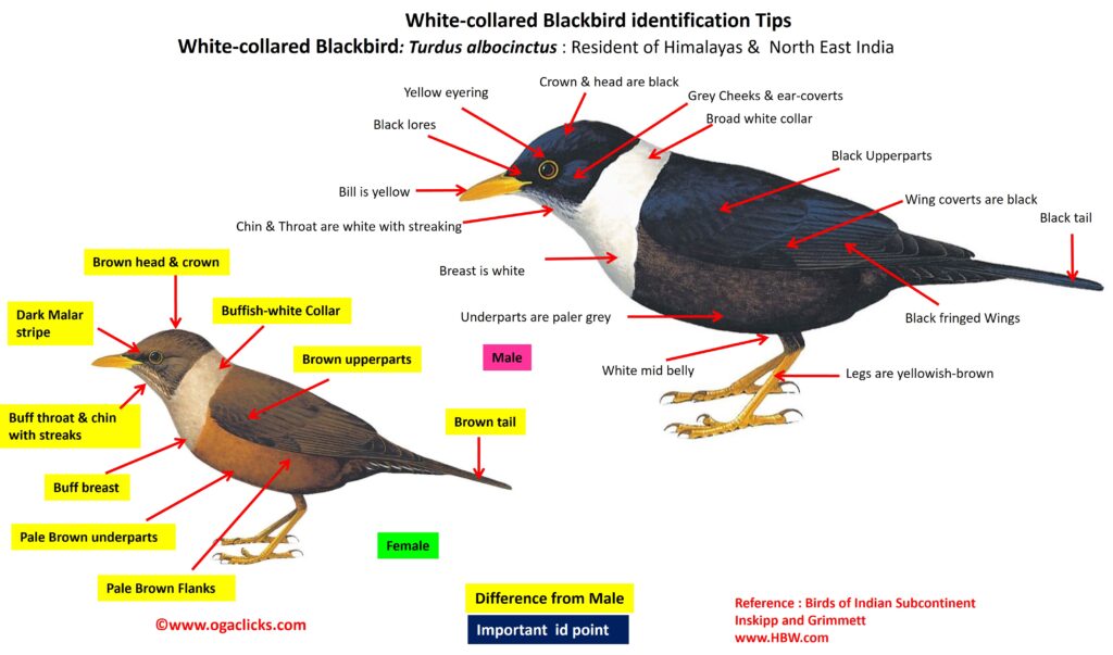 white-collared-black-bird-detail – Ogaclicks