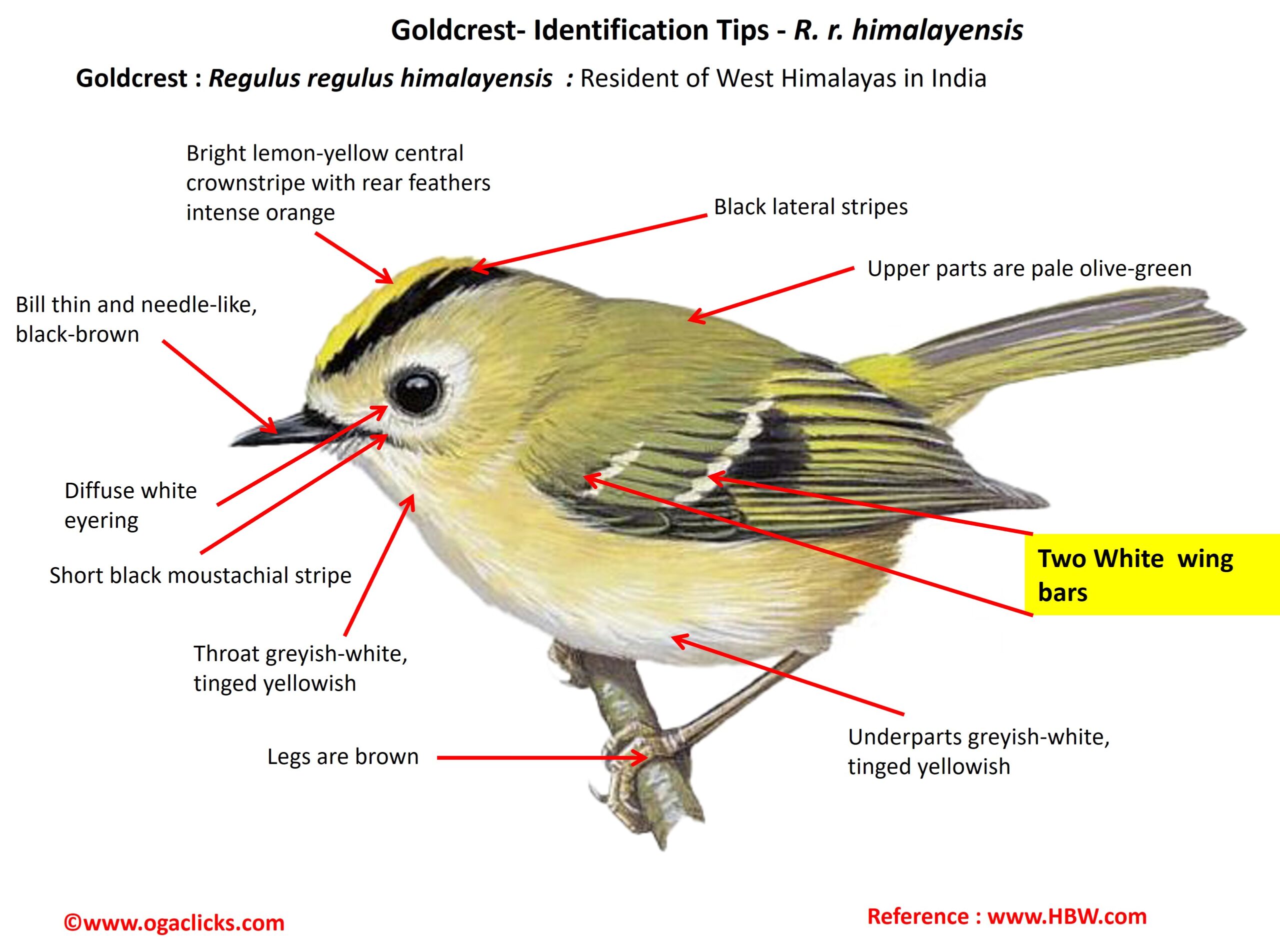 goldcrest-detail - Ogaclicks