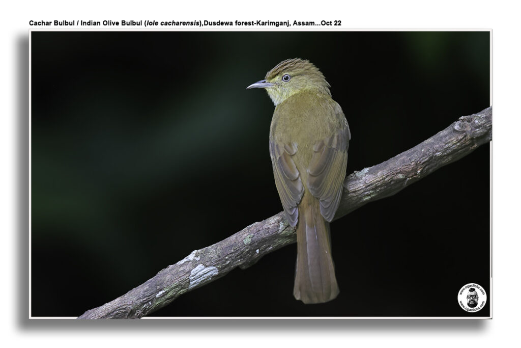 bulbul – Ogaclicks