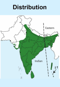 eastern-jungle-crow-map – Ogaclicks