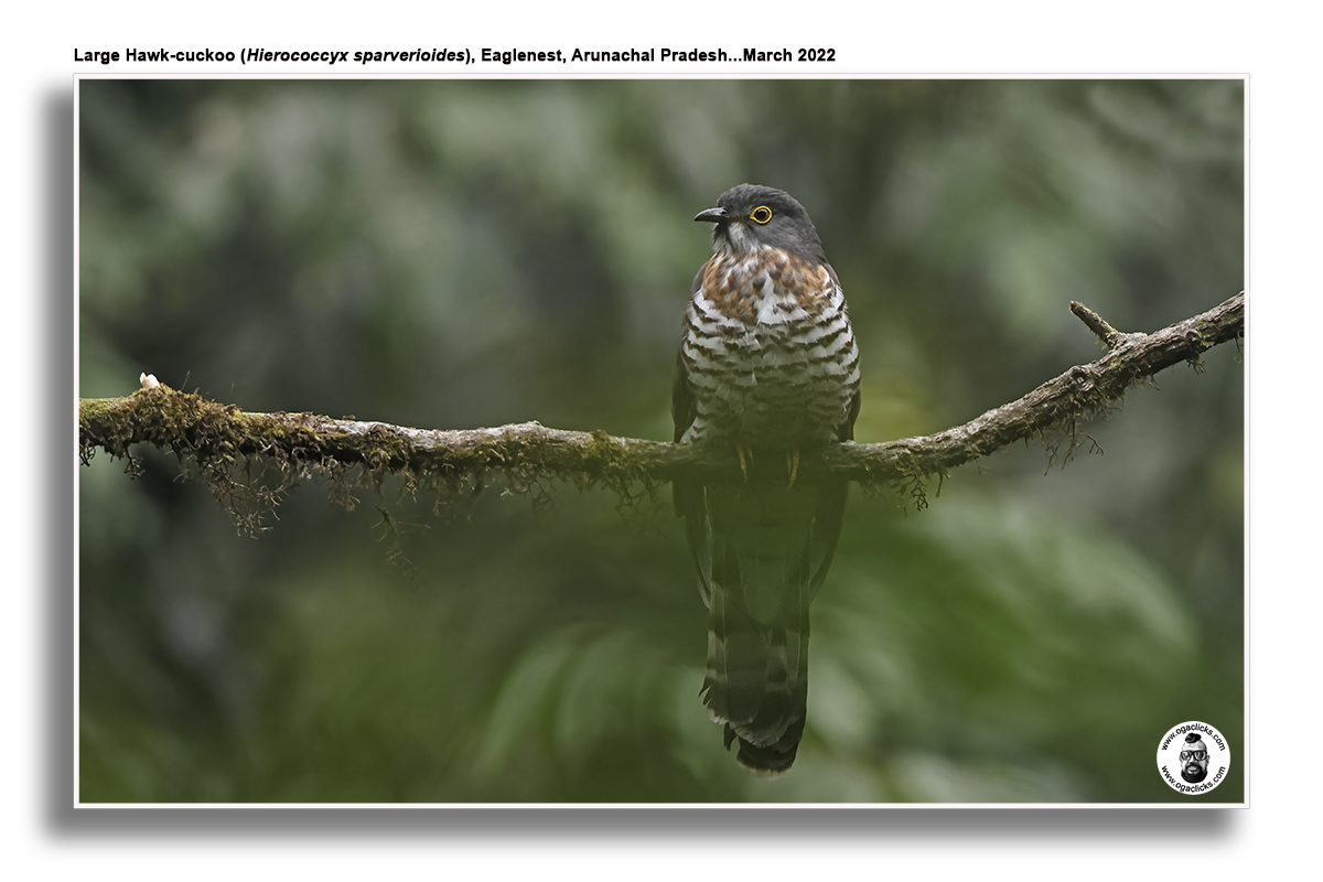 large-hawk-cuckoo-map – Ogaclicks