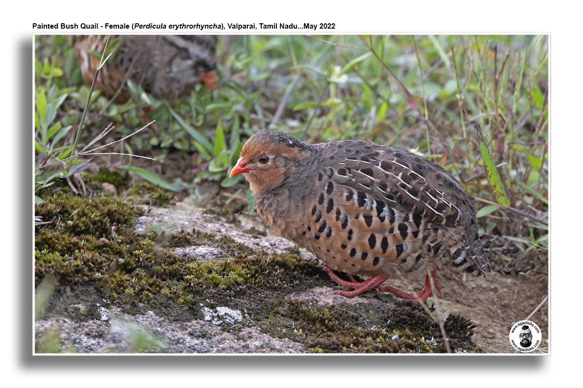 painted-bush-quail-map – Ogaclicks