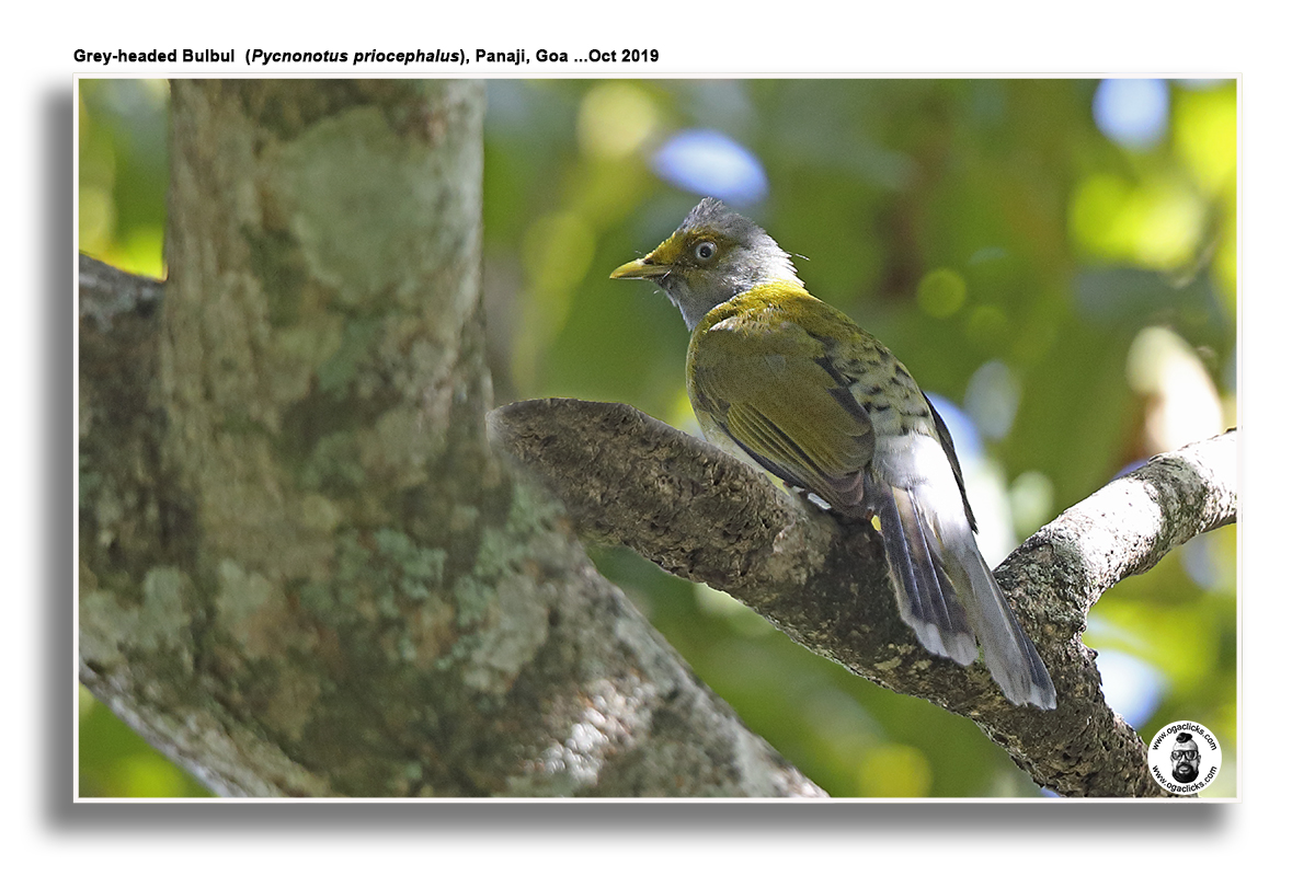 grey-headed-bulbul-map – Ogaclicks