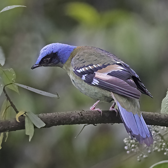 bird-gallery – Ogaclicks