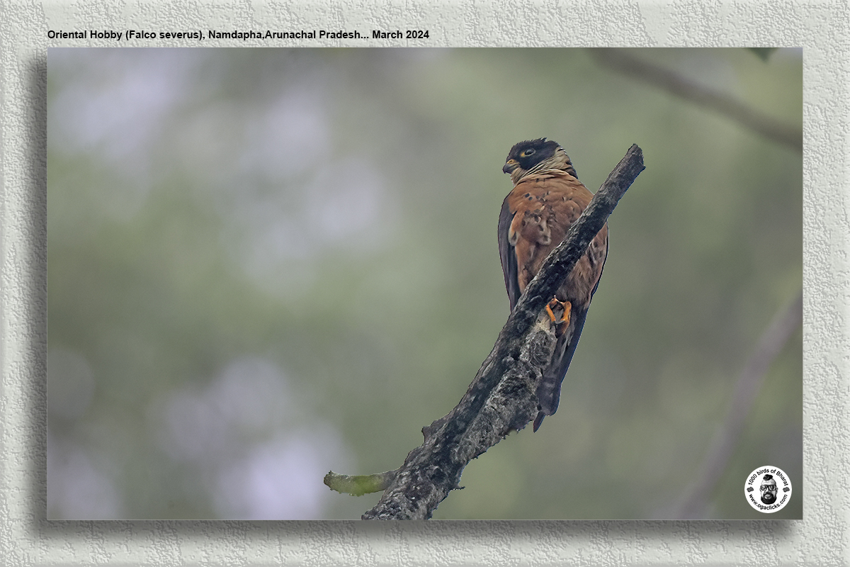 oriental-hobby – Ogaclicks