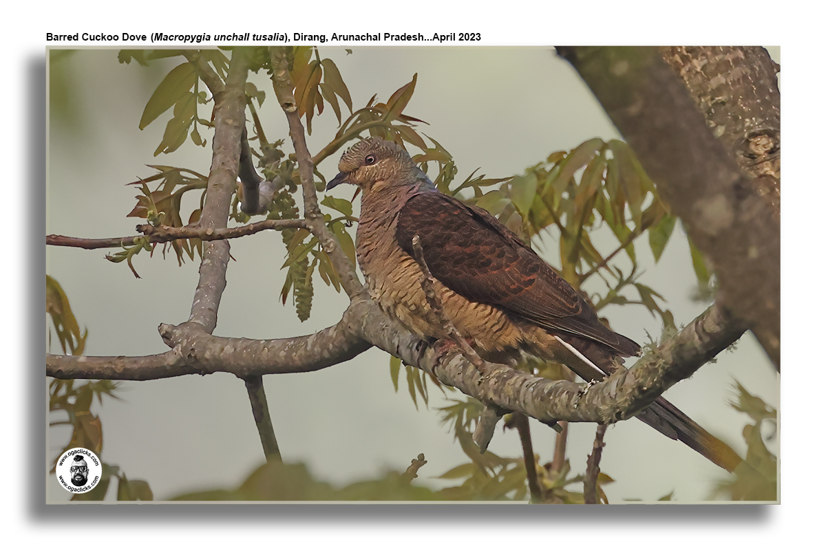 barred-cuckoo-dove-map – Ogaclicks