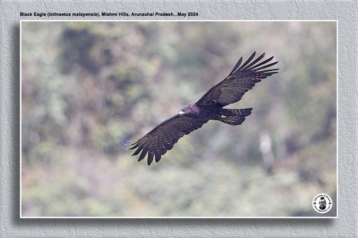 black-eagle-map – Ogaclicks