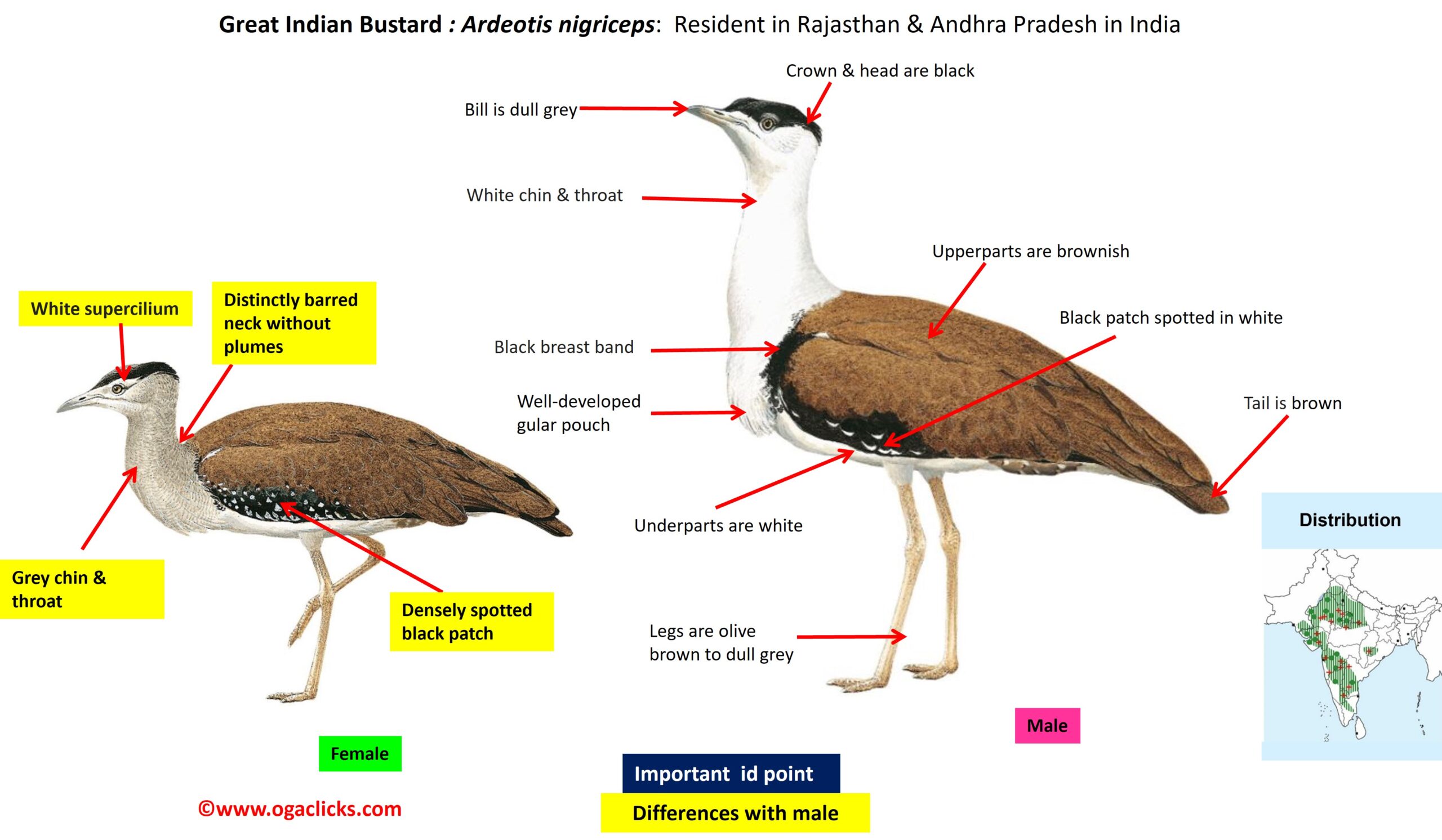great-indian-bustard-detail – Ogaclicks