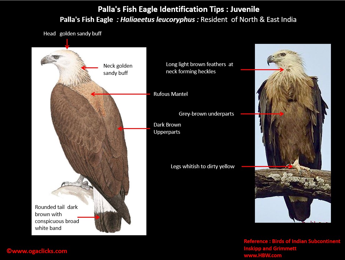 pallas-fish-eagle-detail – Ogaclicks