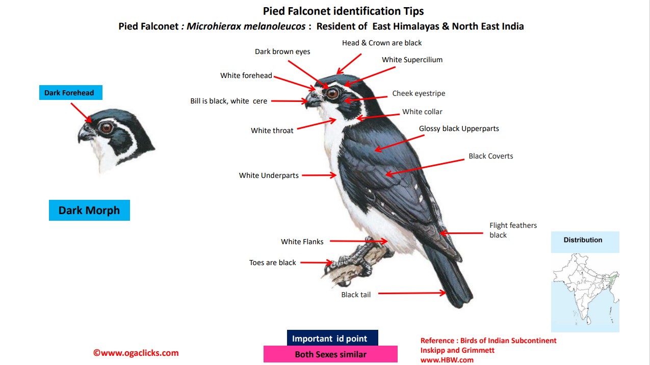 pied-falconet-detail – Ogaclicks