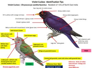 violet-cuckoo-detail – Ogaclicks