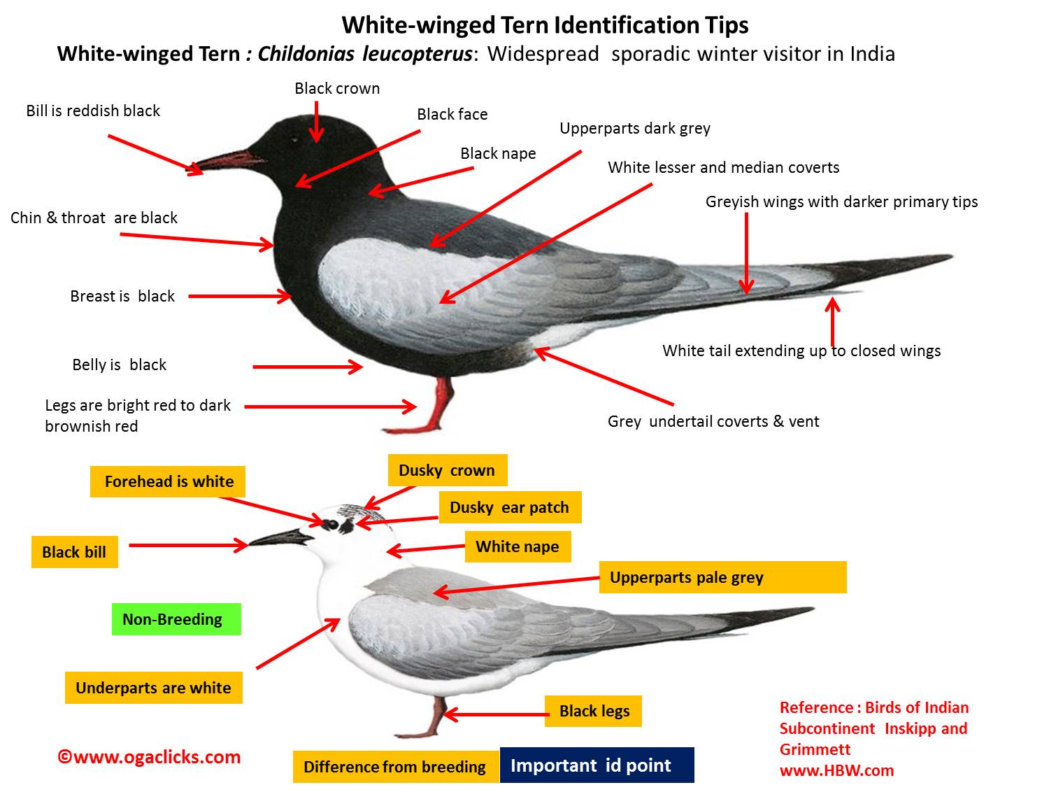 white-winged-tern-detail – Ogaclicks