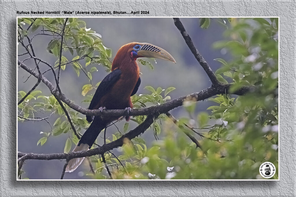 rufous-necked-hornbill-map – Ogaclicks