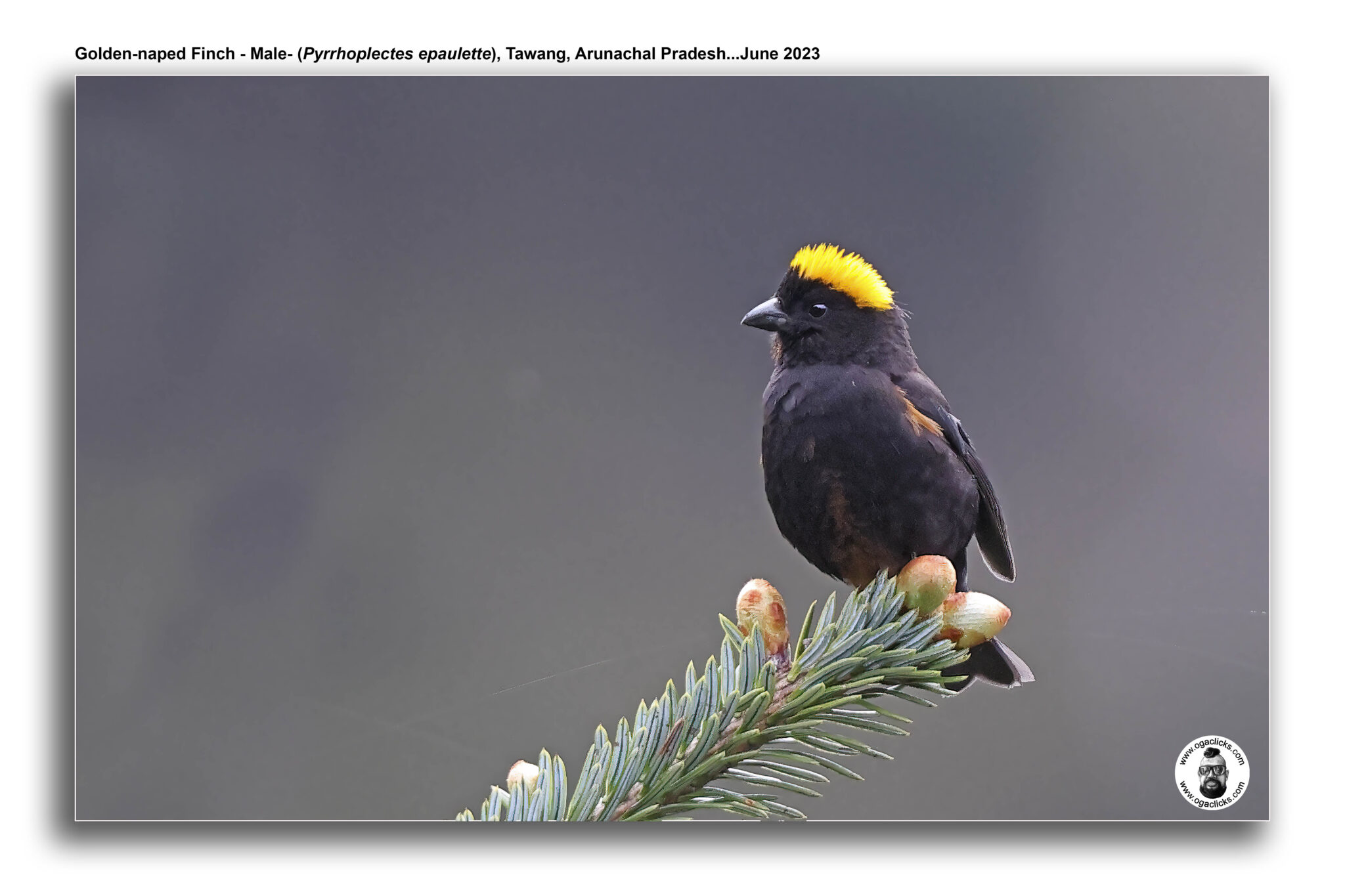 golden-naped-finch-map – Ogaclicks