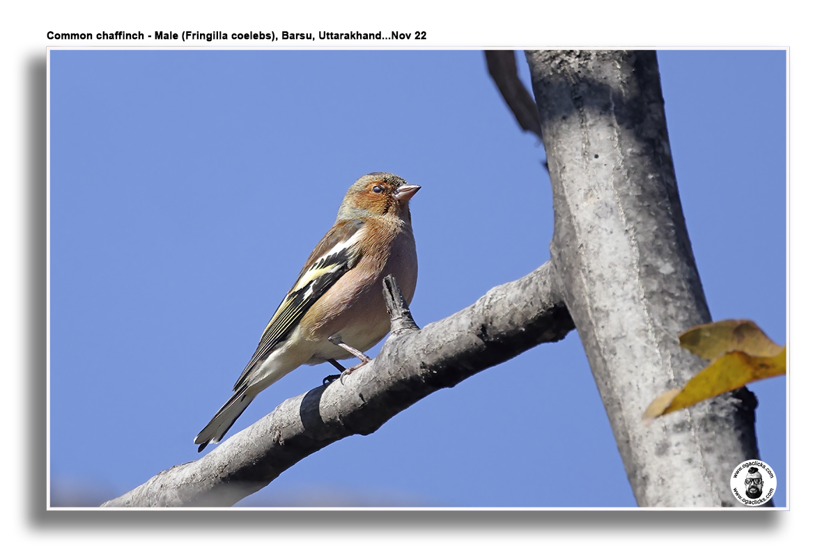 common-chaffinch-map – Ogaclicks